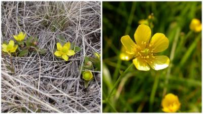 Buttercup-May_2018 - MSU Extension Invasive Plants | Montana State ...