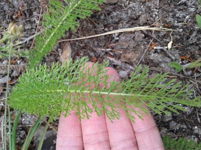 Noble yarrow- September_2018 - MSU Extension Invasive Plants | Montana ...