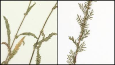 Noble yarrow- September_2018 - MSU Extension Invasive Plants | Montana ...