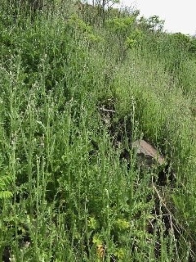 Monthly Weed Post, July 2020 - MSU Extension Invasive Plants | Montana ...